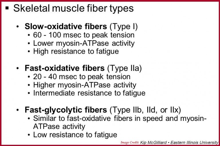 Skeletal-Muscle-Fiber-Types - PowerHouse Rugby